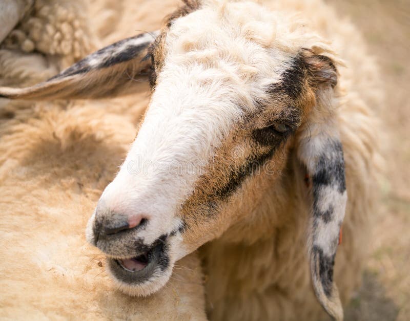 Sleeping sheep stock photo. Image of lamb, young, outdoor - 44573614