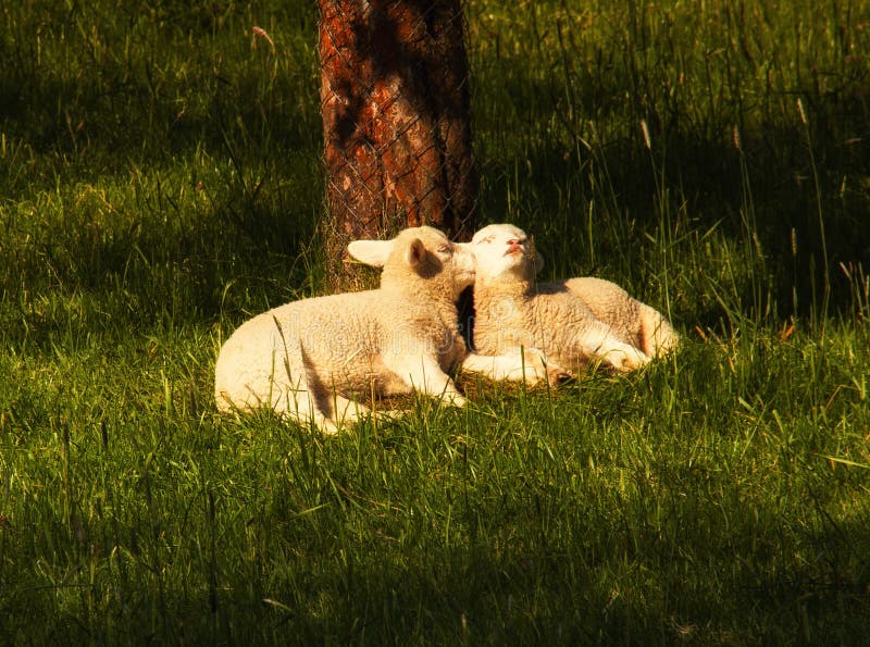 Two Sheep Are Sleeping In The Farm Stock Photo - Image of neck, ground ...