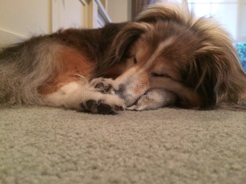 Sleeping Sheltie stock image. Image of shaded, carpet - 52857393