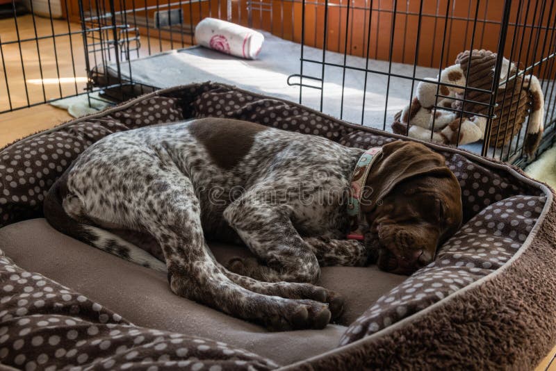 Sleeping Shorthaired German Pointer Puppy Stock Image - Image of ...