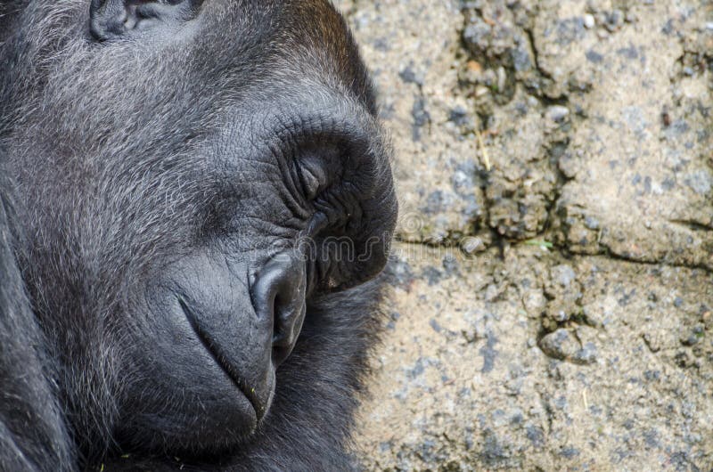 Sleeping Silverback Gorilla Profile Stock Image - Image of dominate ...