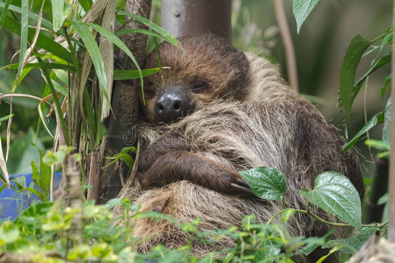 Happy sloth stock photo. Image of cute, costa, rain, south - 49063562