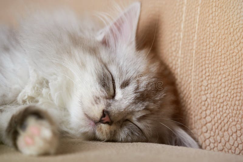 Sleeping small kitty stock image. Image of beauty, sleeping - 106691589