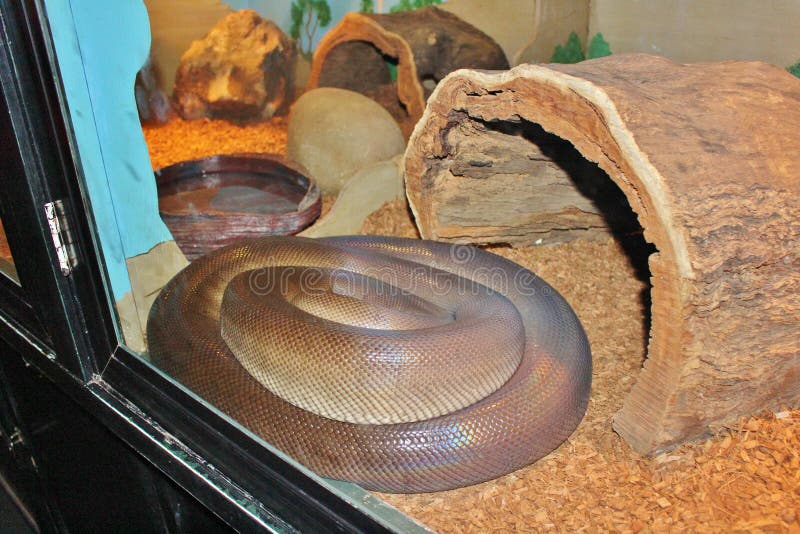 Big Snake Sleeping In Cage. Tropical Fauna In Zoo. Big Python In Cage ...