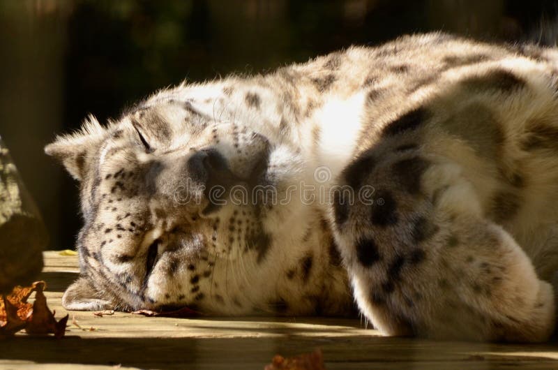 Sleeping Snow Leopard stock image. Image of sunlight - 130031205