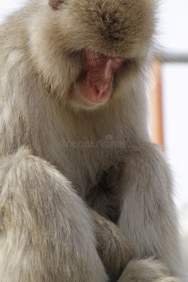 Sleeping Snow Monkey in Nagano, Japan Stock Photo - Image of mammal ...