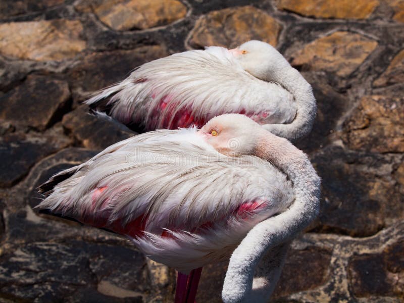Sleeping Flamingos Stock Photos - Download 281 Royalty Free Photos