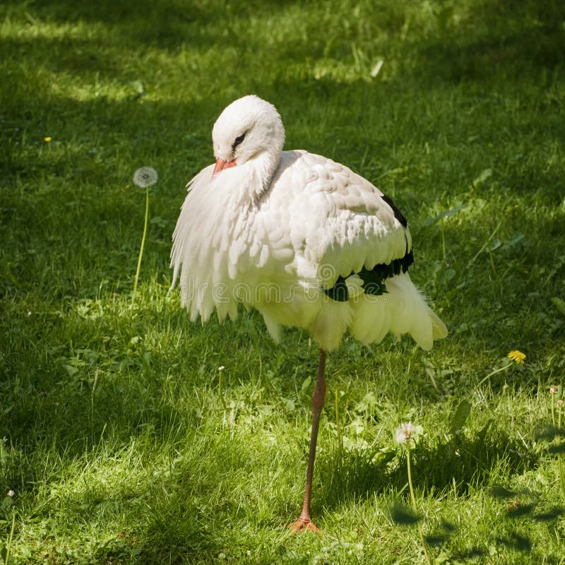 Sleeping Stork Over Green Grass Stock Image - Image of beak, meadow ...