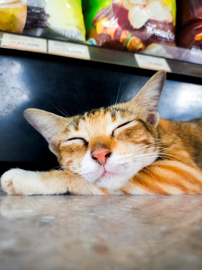 Sleeping stray cat stock photo. Image of sleeping, nose - 374895272