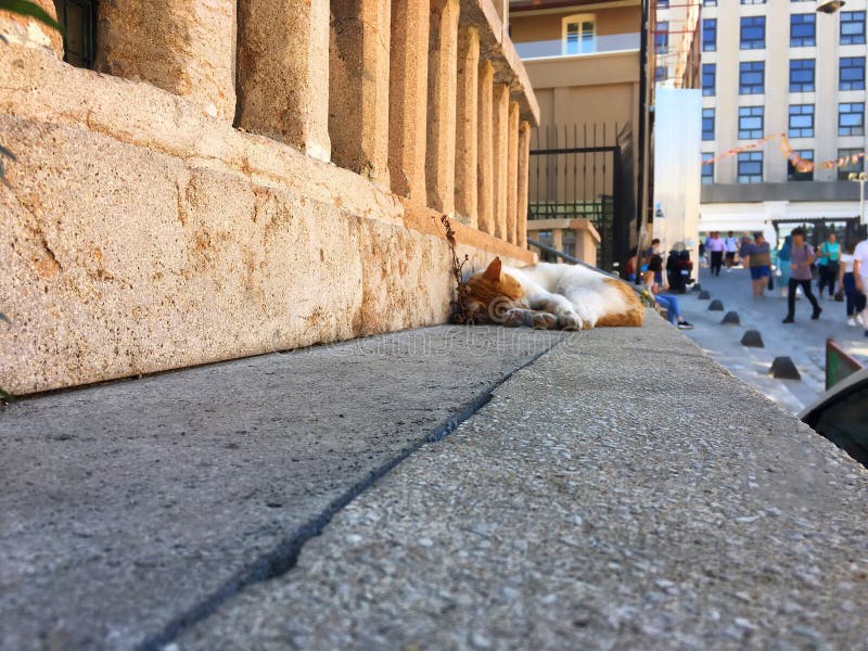 Sleeping cat stock image. Image of relaxing, city, outdoor - 175604685