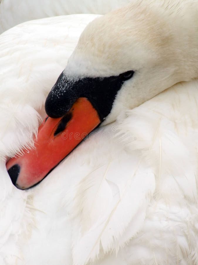 2+ Swan resting head back Free Stock Photos - StockFreeImages