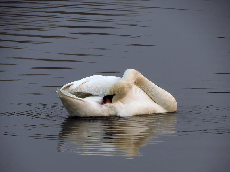 Sleeping swan on the water stock photo. Image of portrait - 261695522