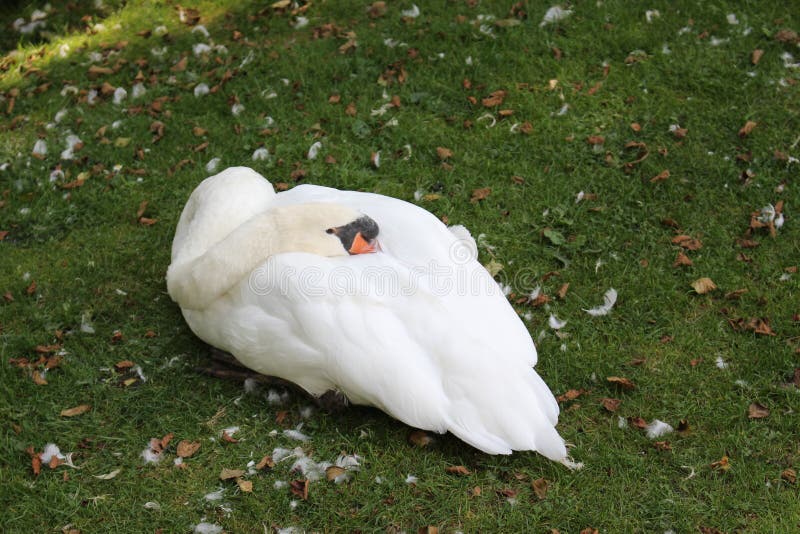 Sleeping Swan Picture. Image: 245857