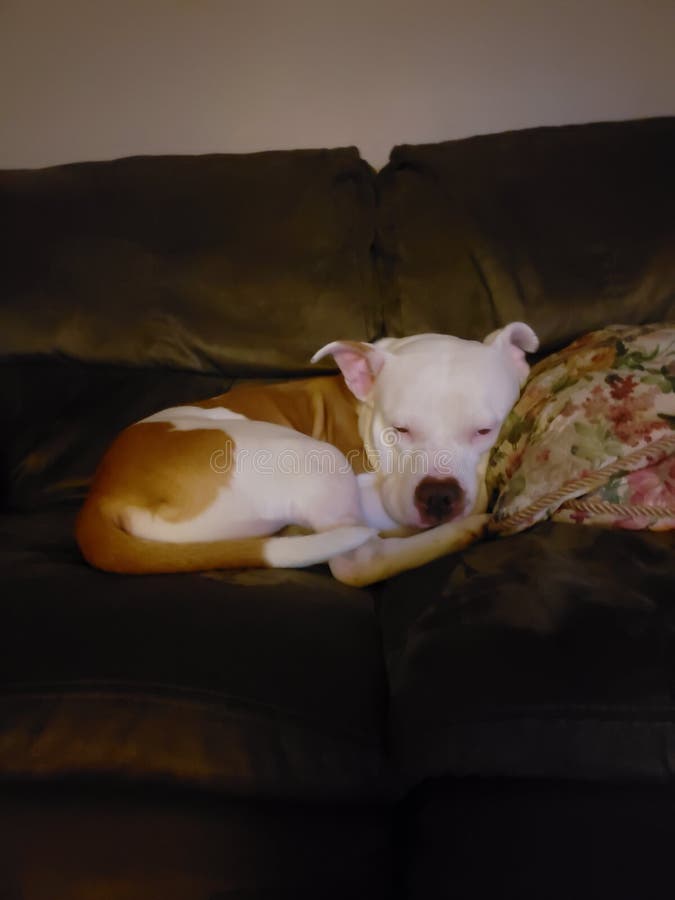 Sleepy dog stock photo. Image of taking, sleepy, sweet - 123994576