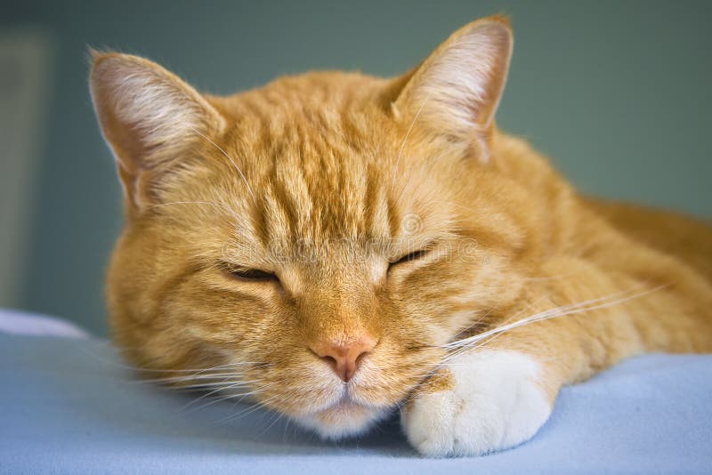 Sleeping tabby cat stock photo. Image of animals, beauty - 9117200