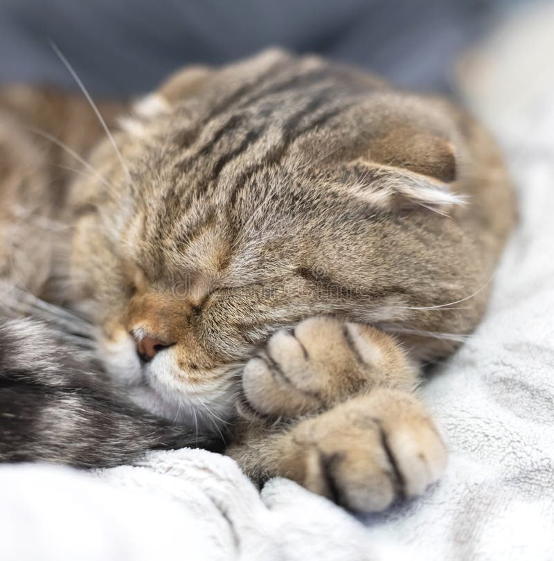 Sleeping Tabby Cat. a Very Cute Animal Stock Photo - Image of charming ...