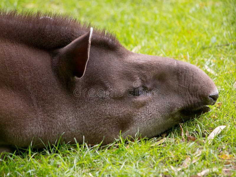Sleeping tapir stock photo. Image of cute, baird, animal - 23861502