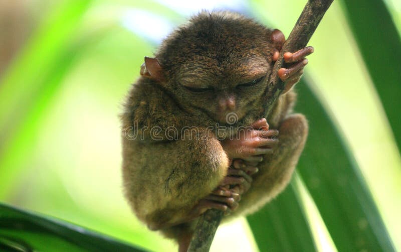Endemic Animal Tarsier Sleeping In A Tree At Bohol Stock Image - Image of mammal, endangered ...