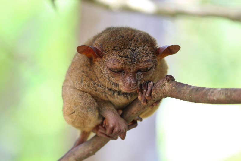 Sleeping tarsier stock image. Image of ecotourism, forest - 57578021