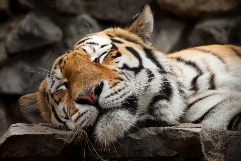 Sleeping tiger stock photo. Image of rest, wildlife, wildcat - 15602926