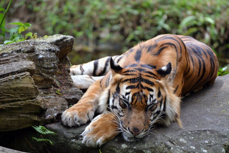 Sleeping Tiger stock photo. Image of carnivore, wild - 33531698