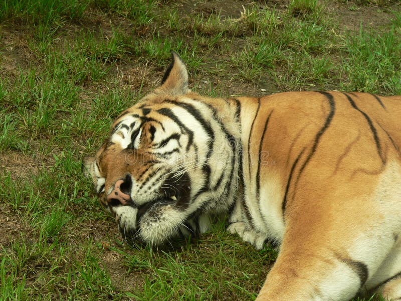 Tiger, Wildlife, Mammal, Wilderness Picture. Image: 132189342