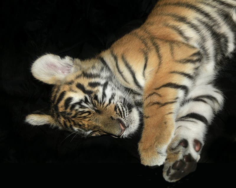 Sleeping Baby Tiger Wallpaper