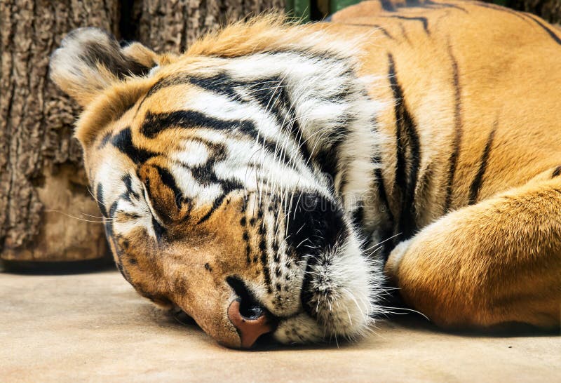 Sleeping White Tiger (Panthera Tigris). Stock Image - Image of ...