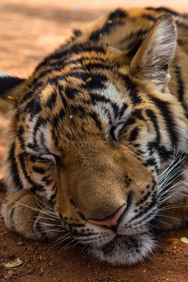 Sleeping tiger stock photo. Image of rest, black, orange - 37267884