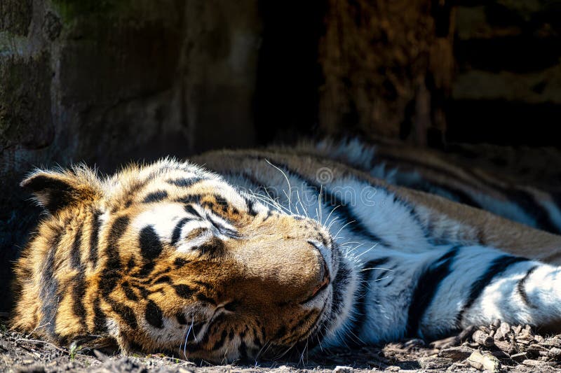 Sleeping tiger very close stock image. Image of face - 288533825