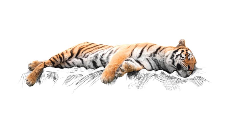 Sleeping Tiger Stock Illustrations – 731 Sleeping Tiger Stock ...