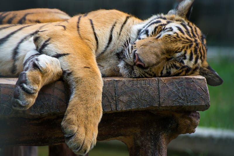 Sleeping Tiger on the Wood Table. Stock Image - Image of laying ...