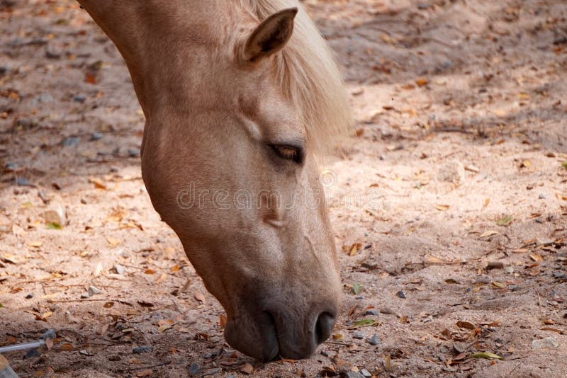 Tired Horse stock photo. Image of stallion, coat, mammal - 7336216