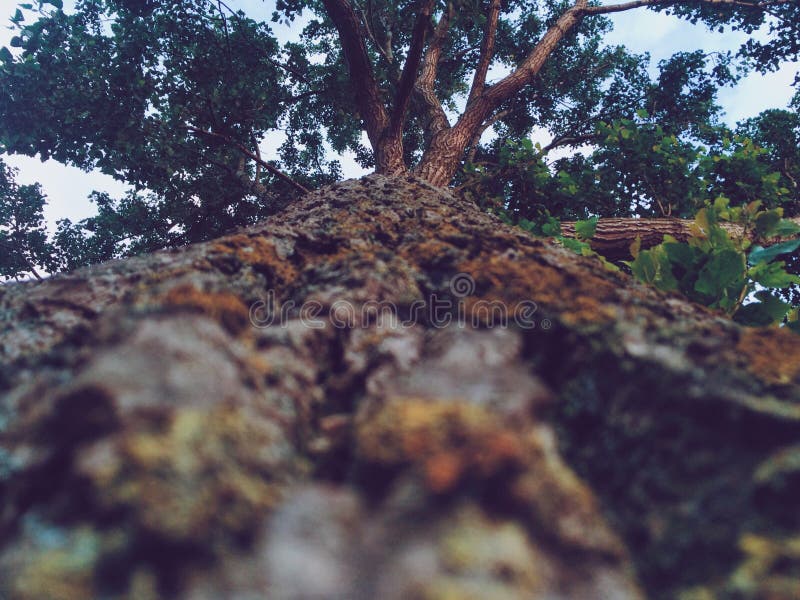 Sleeping Tree stock photo. Image of tree, leaf, focus - 95698756