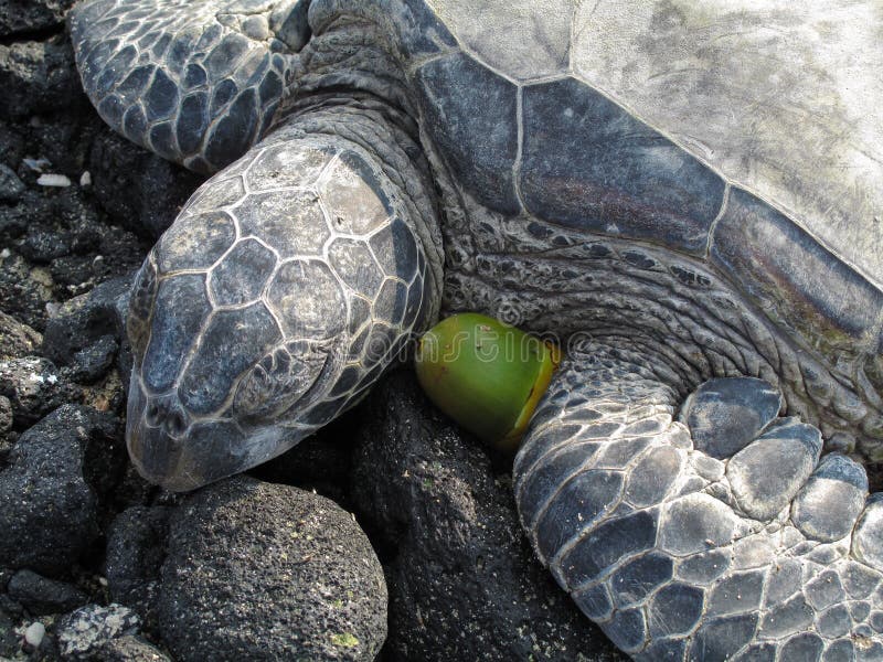 Sleeping Turtle stock image. Image of tortoise, black - 12736121