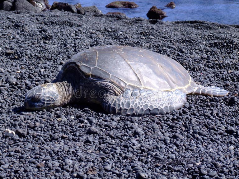 Sleeping turtle stock image. Image of seaturtle, sand - 2263503