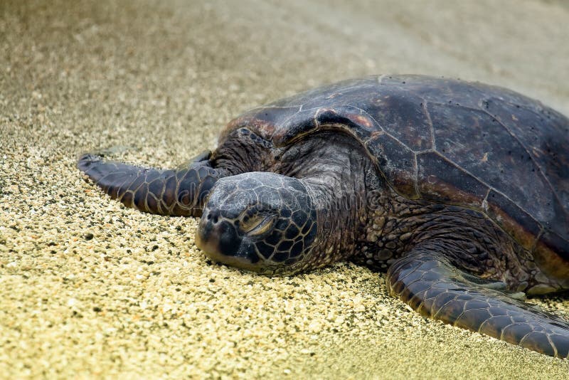 Sleeping Turtle stock photo. Image of swim, slow, hard - 9578736