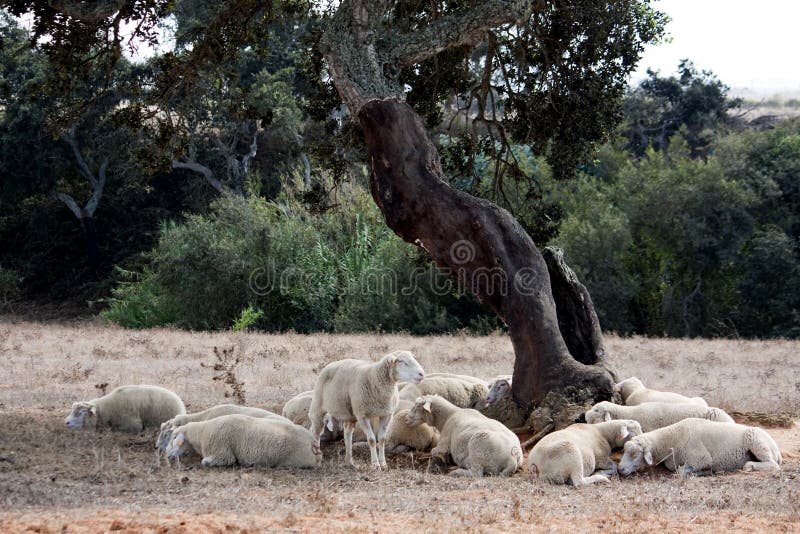 Sleeping under a tree stock photo. Image of peaceful - 14265756