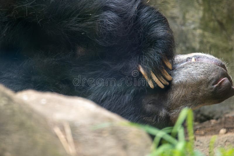 Sloth Bear Sleeping Stock Photos - Free & Royalty-Free Stock Photos ...