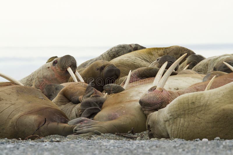 Sleeping Walruses stock photo. Image of cold, spitsbergen - 26117038