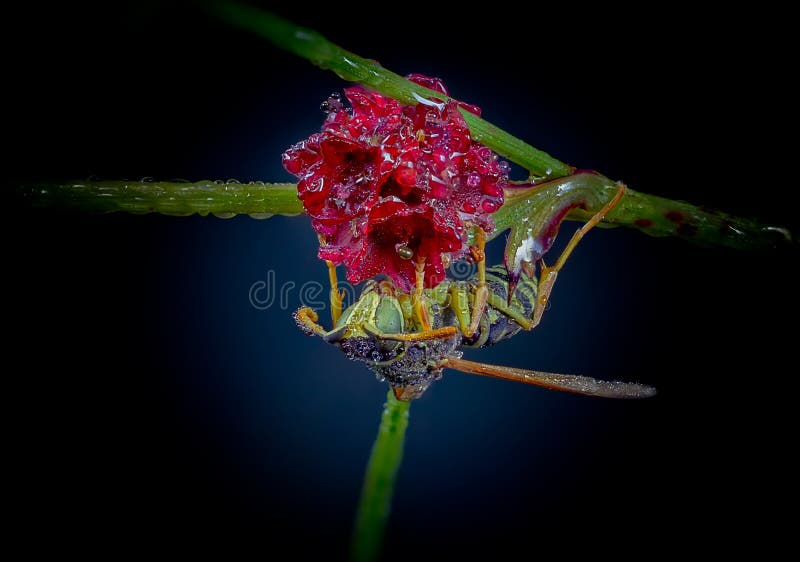 Sleeping wasp stock photo. Image of drops, plant, sleeping - 218979550