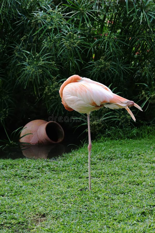 Sleeping stock photo. Image of flamingo, asleep, american - 50483354