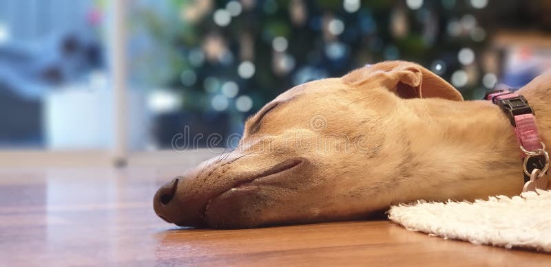 What Do Whippet Like To Sleep On