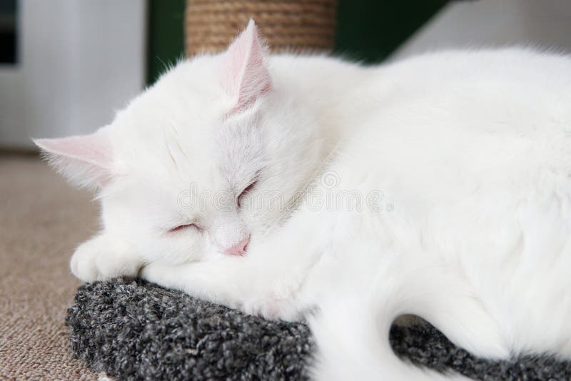 Sleeping White Cat at Home stock photo. Image of funny - 244437852