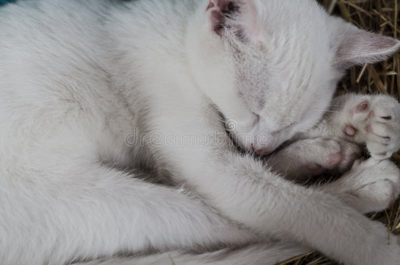 Sleeping white cat stock image. Image of matte, little - 117666747