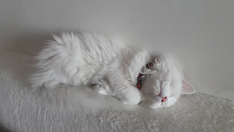Sleeping white cat stock image. Image of animal, whitecat - 118785561