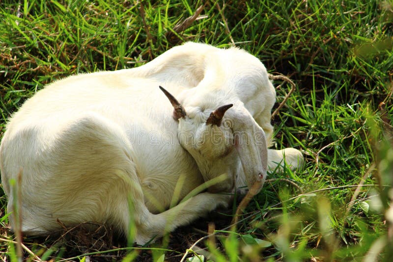 Sleeping white goat stock photo. Image of meadow, mammal - 223876342
