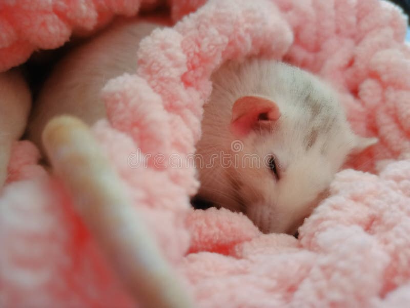 Sleeping White Rat Snuggled in Pink Blanket Stock Photo - Image of ...