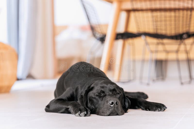 Sleeping on a White Stone Floor Black Labrador in the Interiors of a ...
