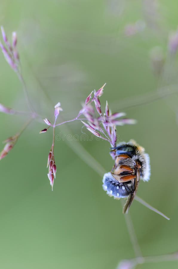 Sleeping wild bee stock image. Image of honey, apidae - 110667647